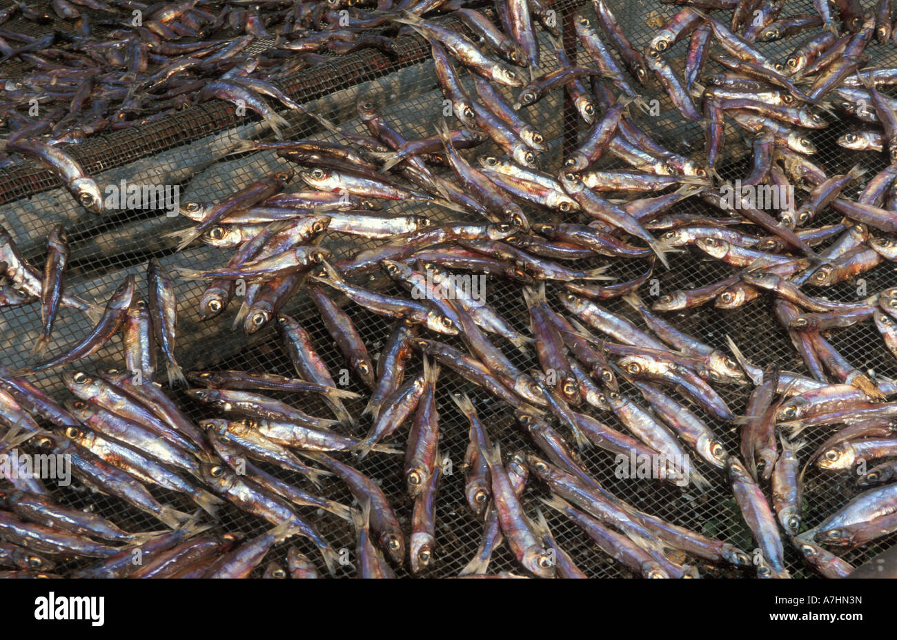 Fish lake kivu hi-res stock photography and images - Alamy