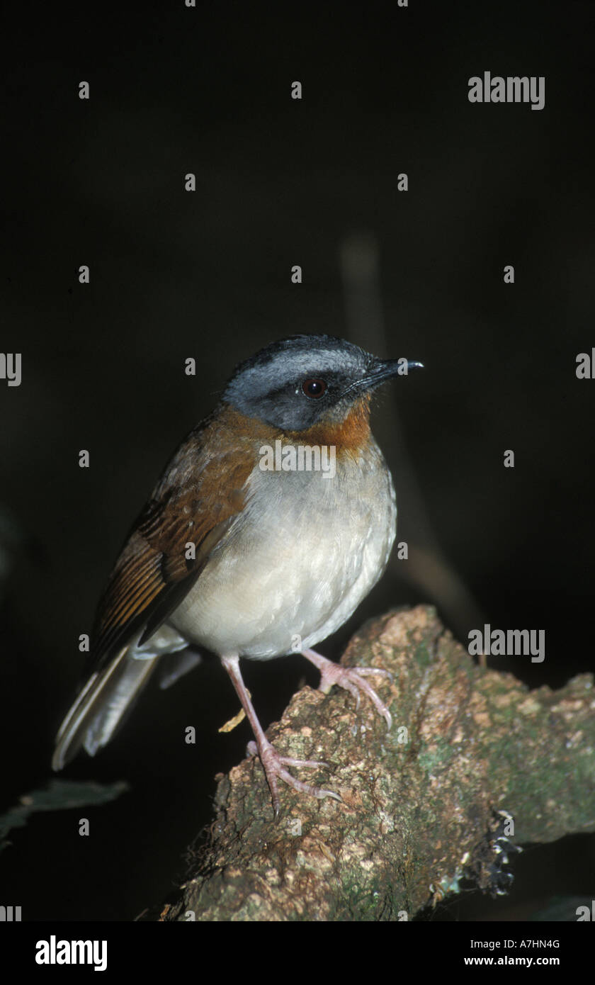 Red-throated Alethe, Alethe poliophrys, Nyungwe forest National Park ...