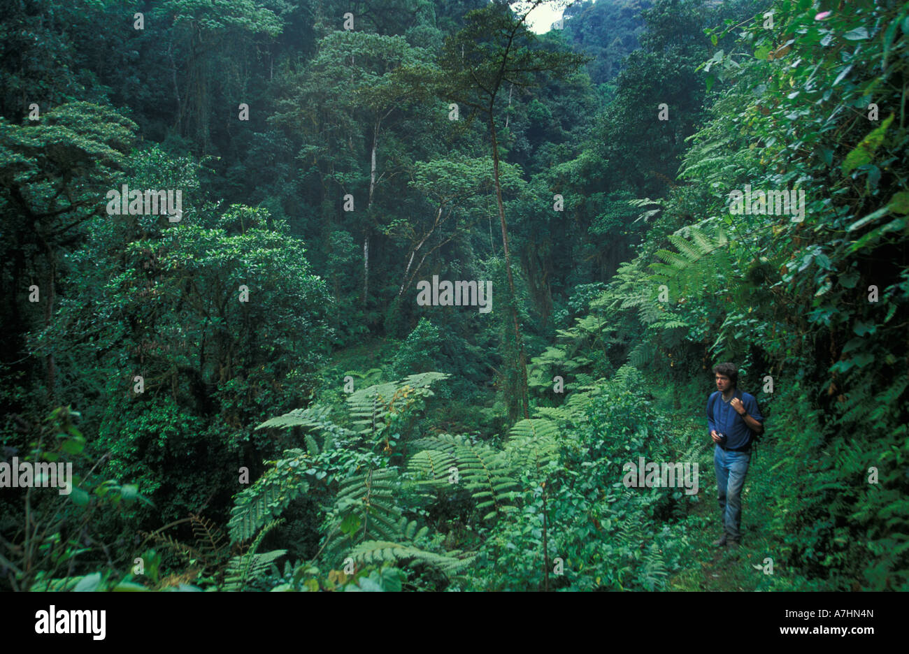 walking trail in Nyungwe forest, Rwanda Stock Photo - Alamy