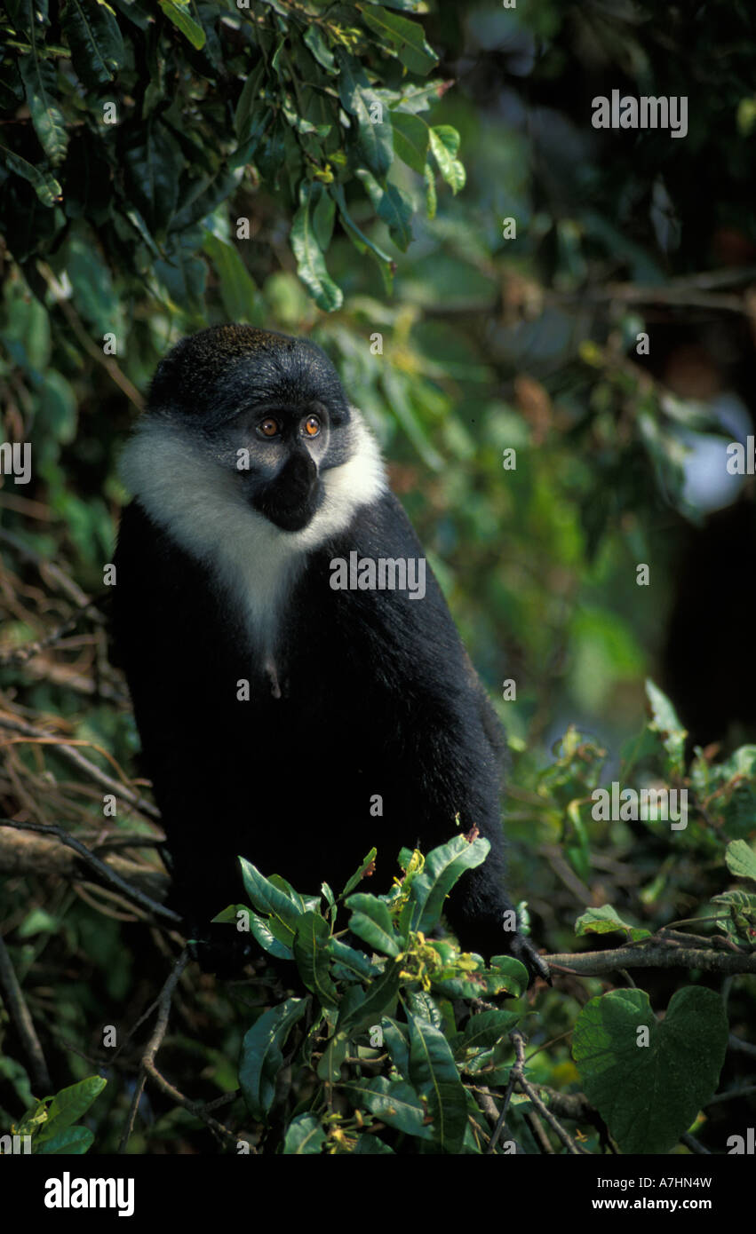 l'Hoest's guenon or l'Hoest's monkey, Cercopithecus l'hoesti, Nyungwe ...