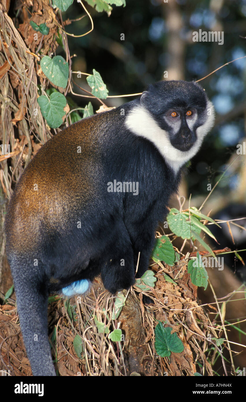 L hoest hi-res stock photography and images - Alamy