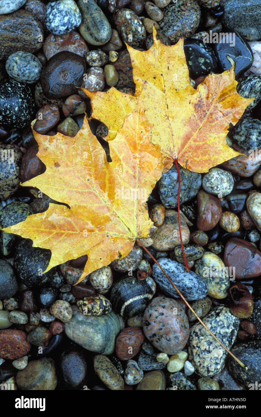 Two Maple Leaves on Pebble Beach; Lake Superior Shoreline; Pictured ...