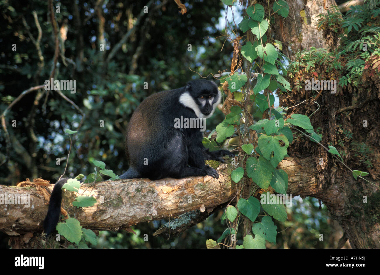 l'Hoest's guenon or l'Hoest's monkey, Cercopithecus l'hoesti, Nyungwe ...