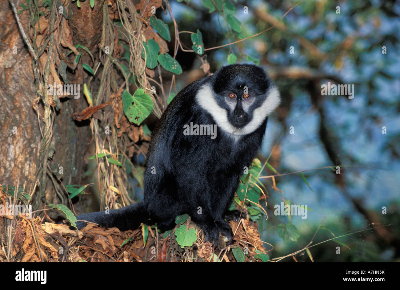 L hoest hi-res stock photography and images - Alamy
