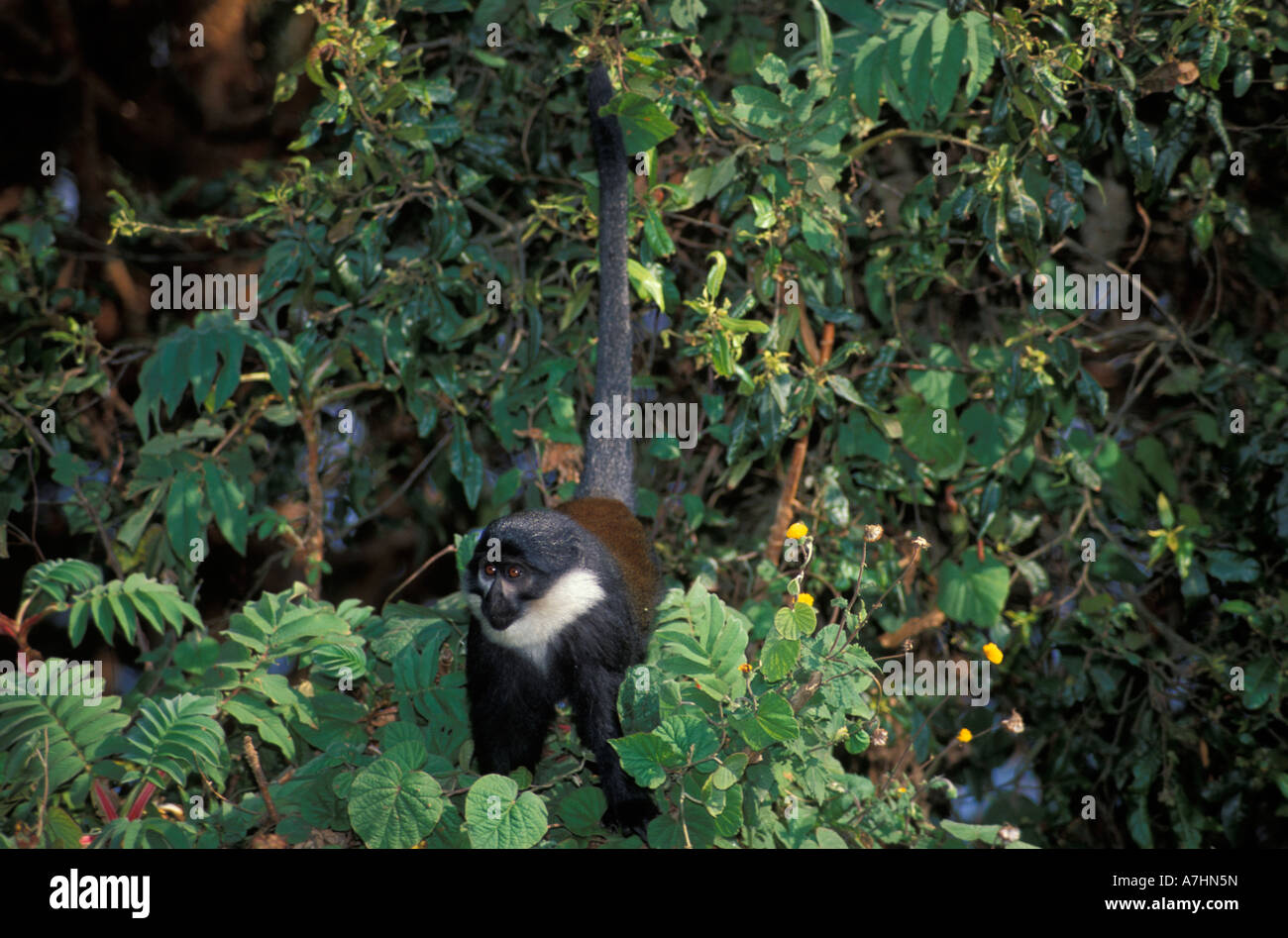 L hoest hi-res stock photography and images - Alamy