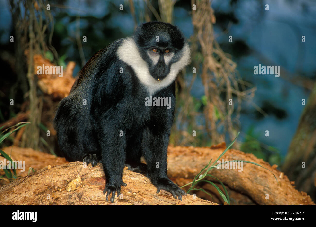 L hoest hi-res stock photography and images - Alamy