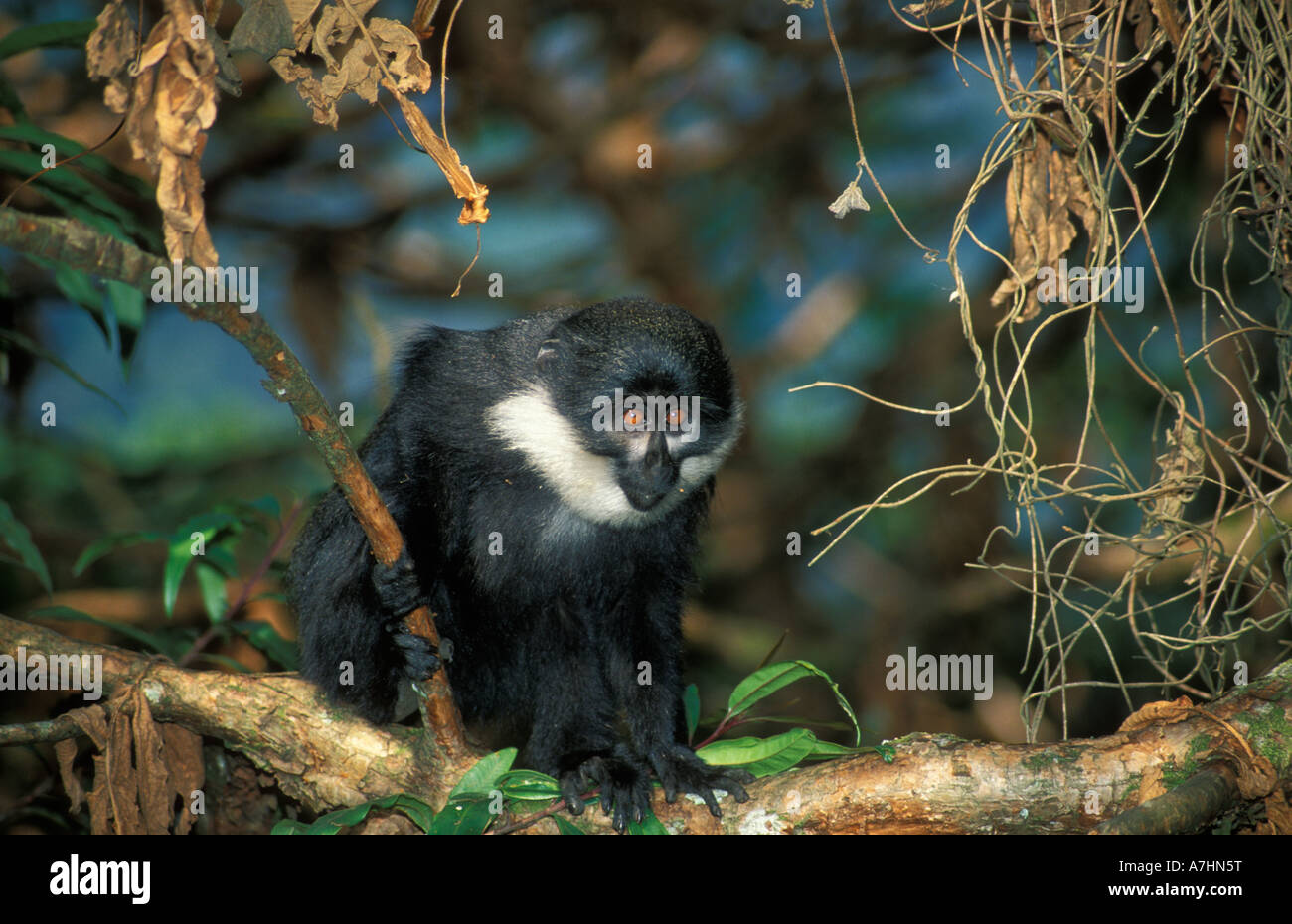 L hoest hi-res stock photography and images - Alamy