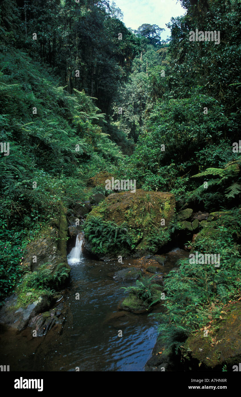 waterfall in Nyungwe forest National Park, Rwanda Stock Photo - Alamy