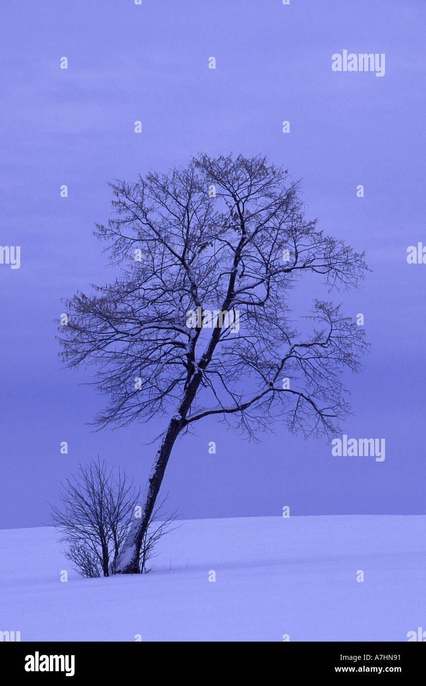 Leaning Tree in Snowy Field; Chippewa County; Near Sault Ste. Marie ...