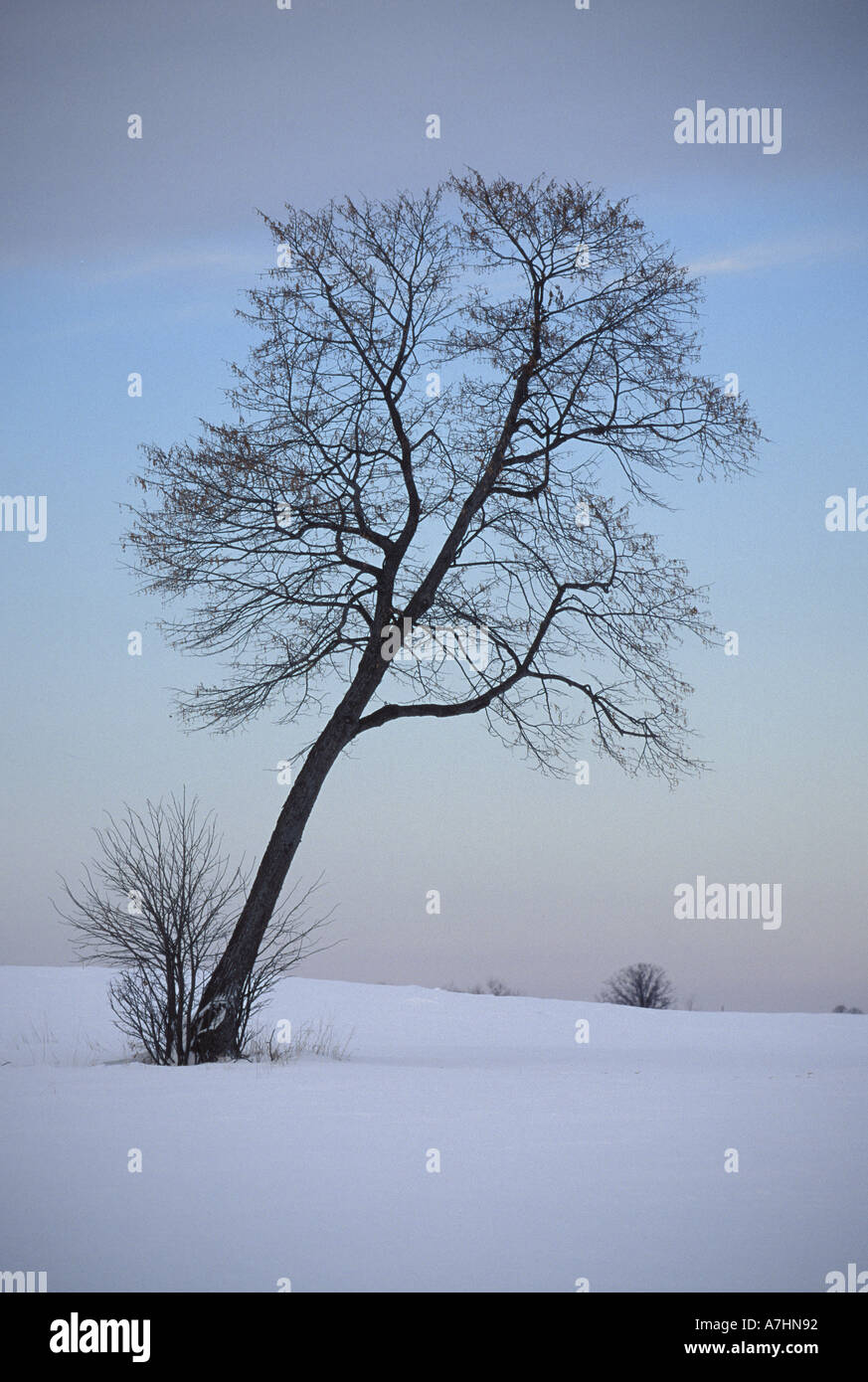 Leaning Tree in Snowy Field; Chippewa County; Near Sault Ste. Marie ...