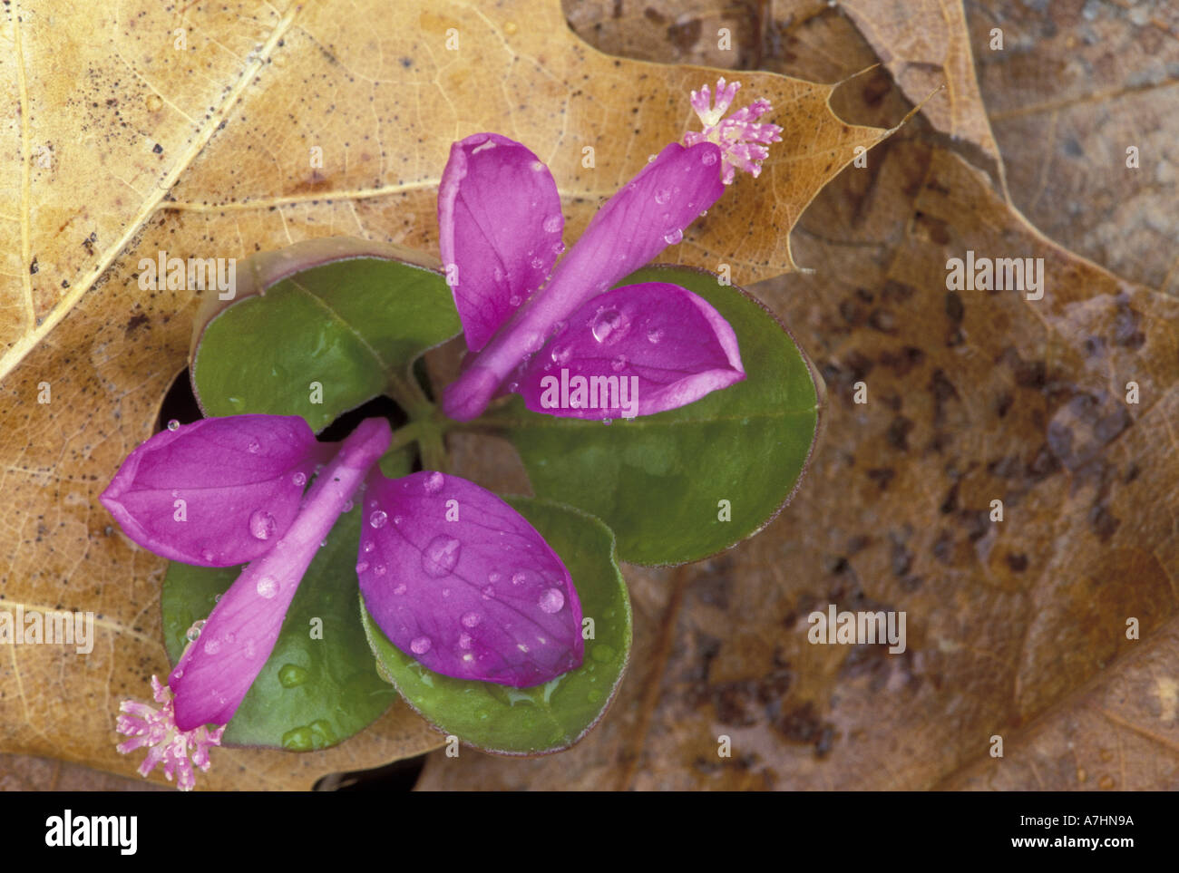 Usa native orchid hi-res stock photography and images - Alamy