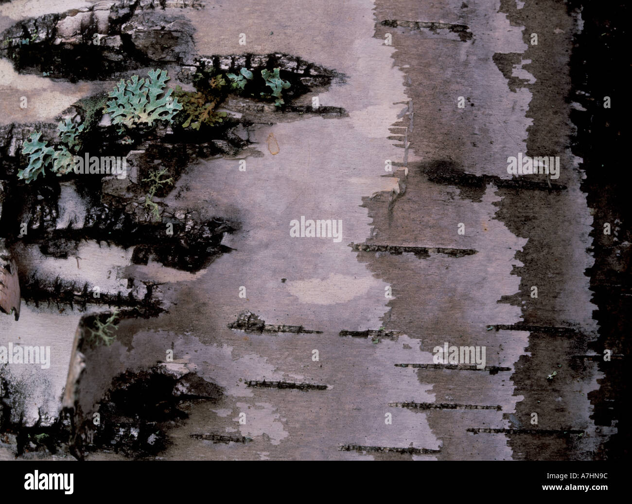 NA, USA, Minnesota. North shore of Lake Superior. Bark details Stock ...