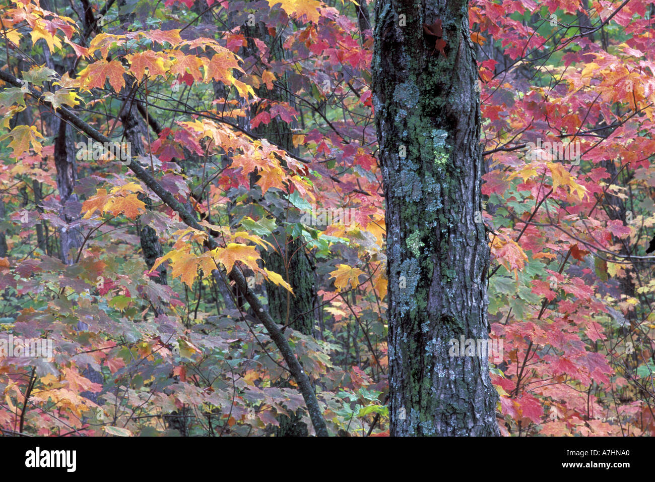USA, Minnesota, Lake Superior National Forest. Forest landscape and ...