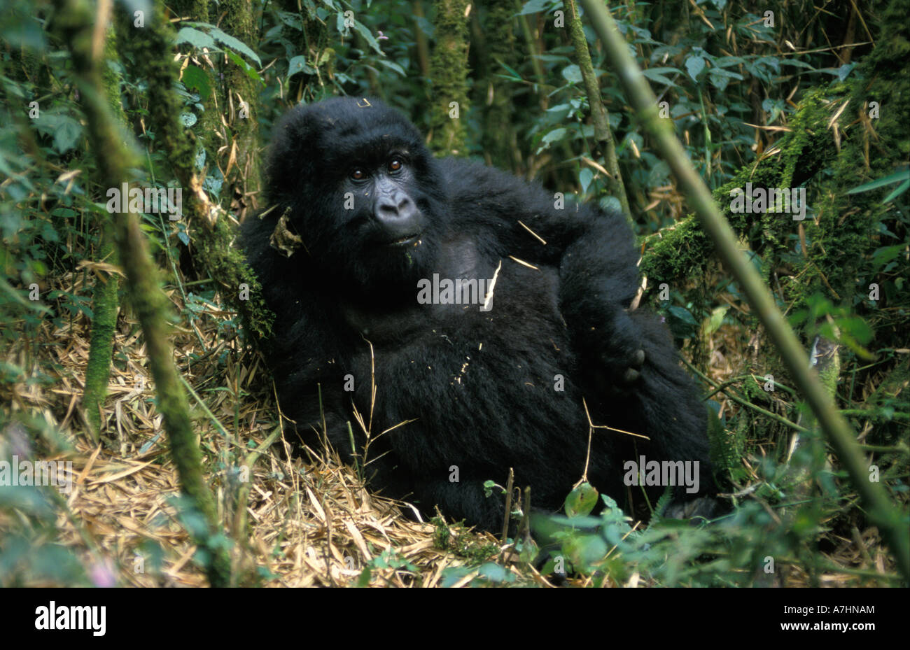 Mountain Gorilla in bamboo forest, Gorilla gorilla berengei, Virunga ...