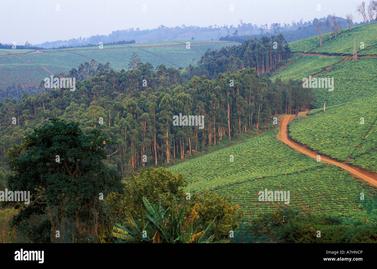 Terrace farming rwanda hi-res stock photography and images - Alamy