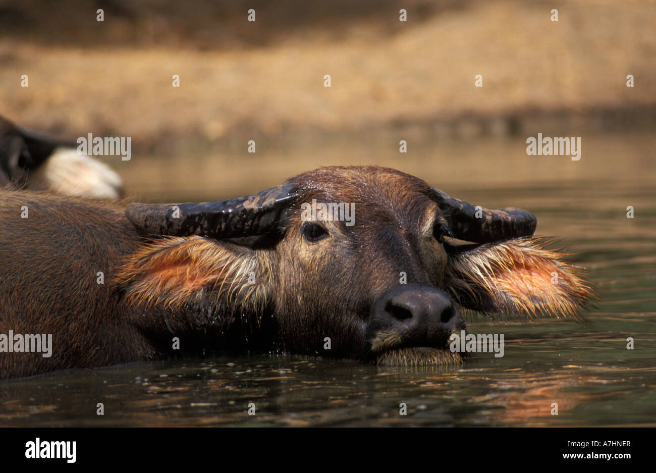 Forest buffalo Syncerus caffer nanus wallowing in the water Réserve de ...