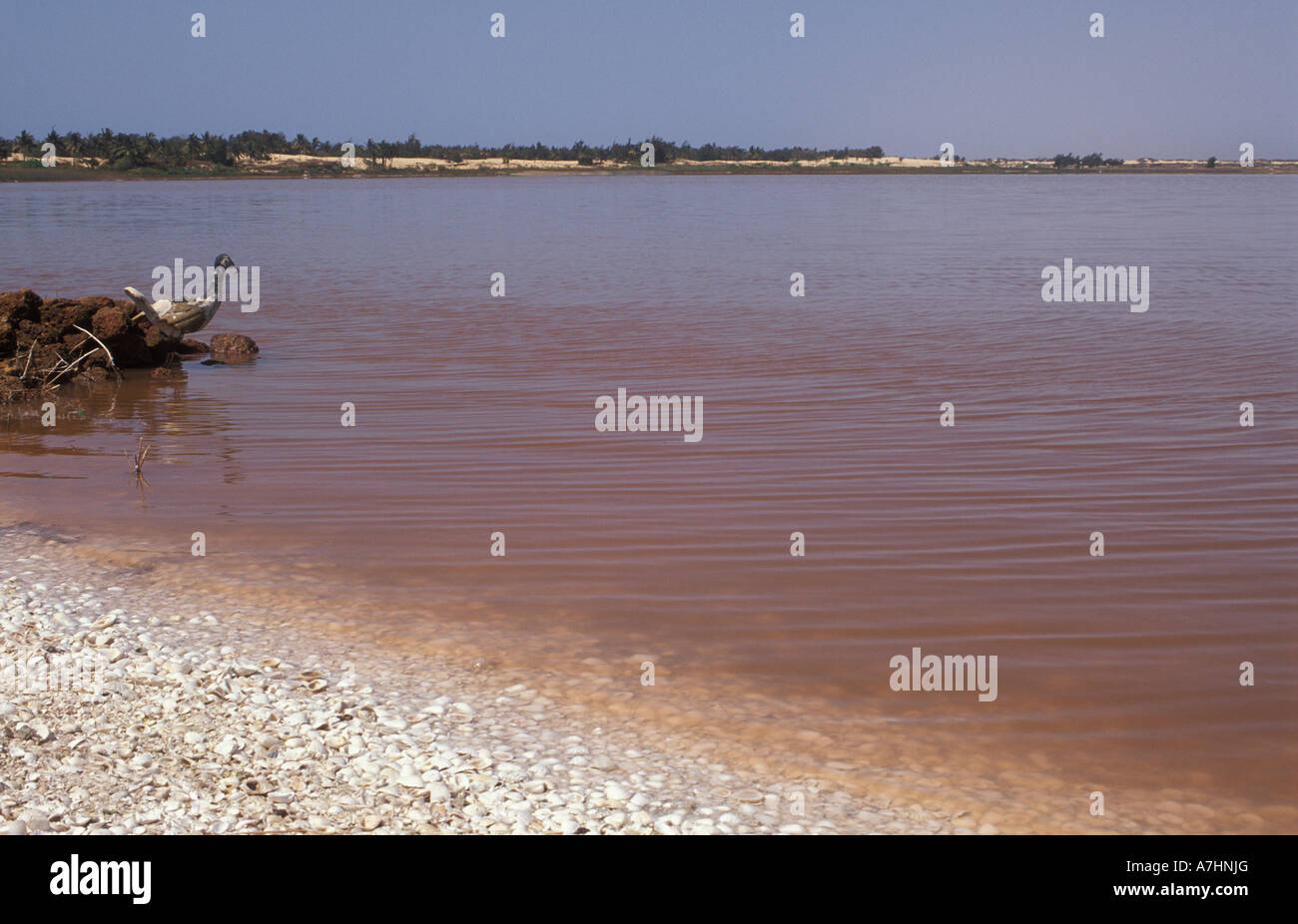 Lac Rose or Lac Retba pink lake rich in salt and mined for salt by ...