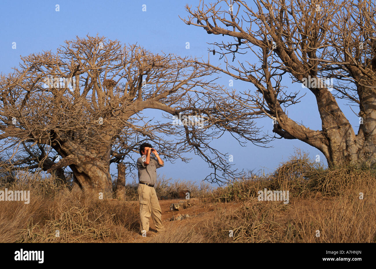 Tourist bird watching between dwarf baobab trees on Îles de la ...