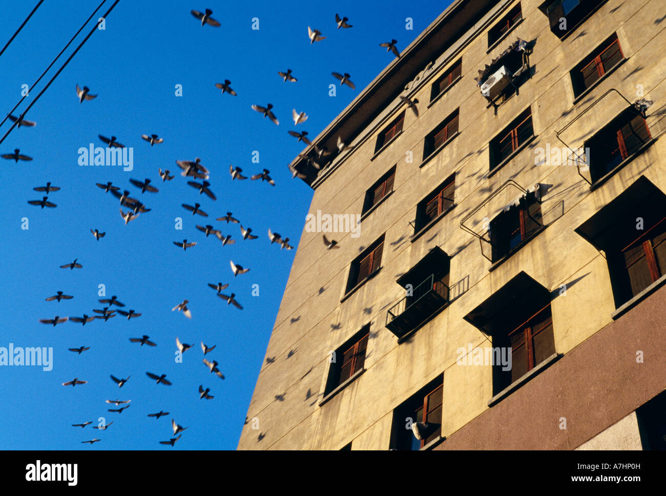 Flock birds flying past building hi-res stock photography and images ...