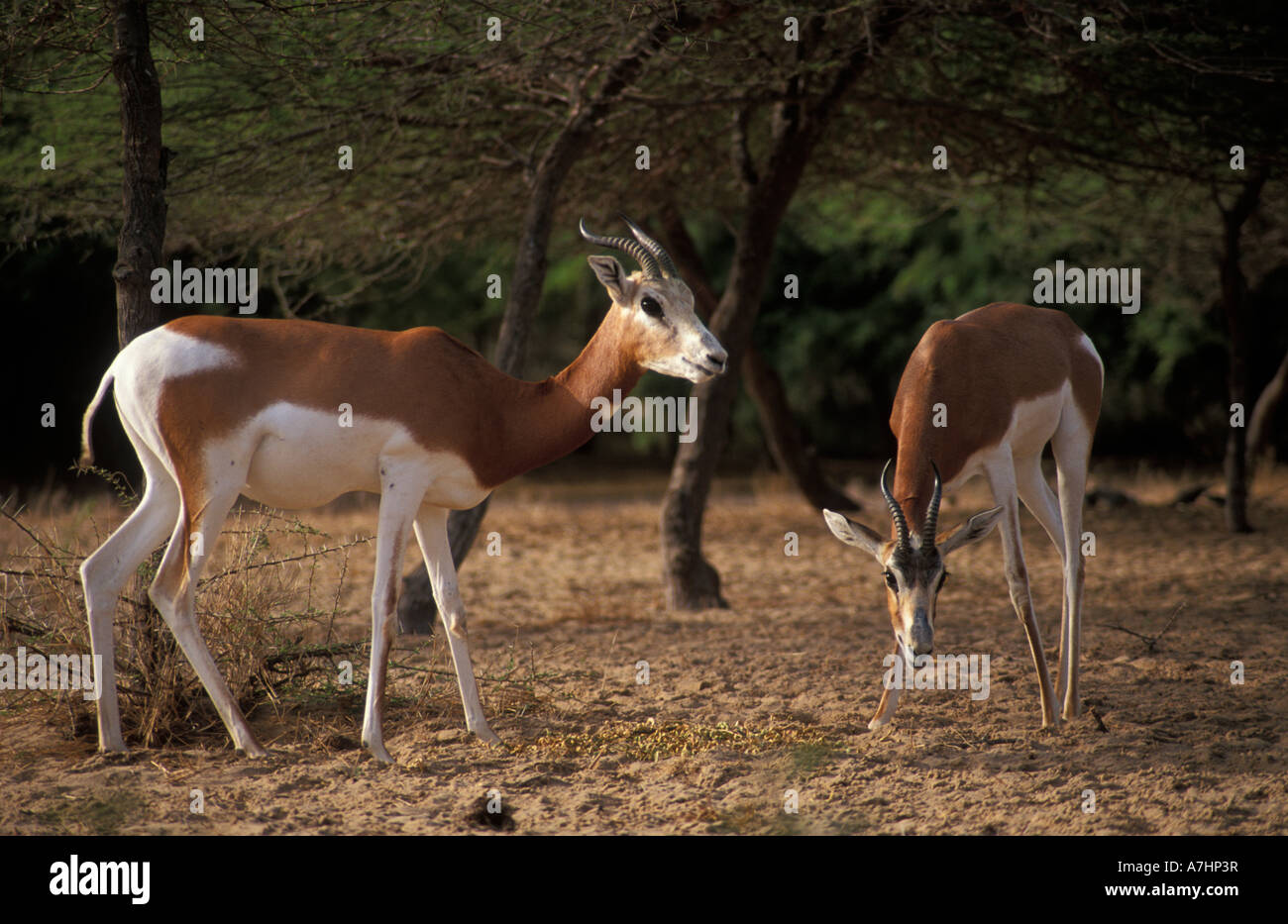 Fauna faune hi-res stock photography and images - Alamy