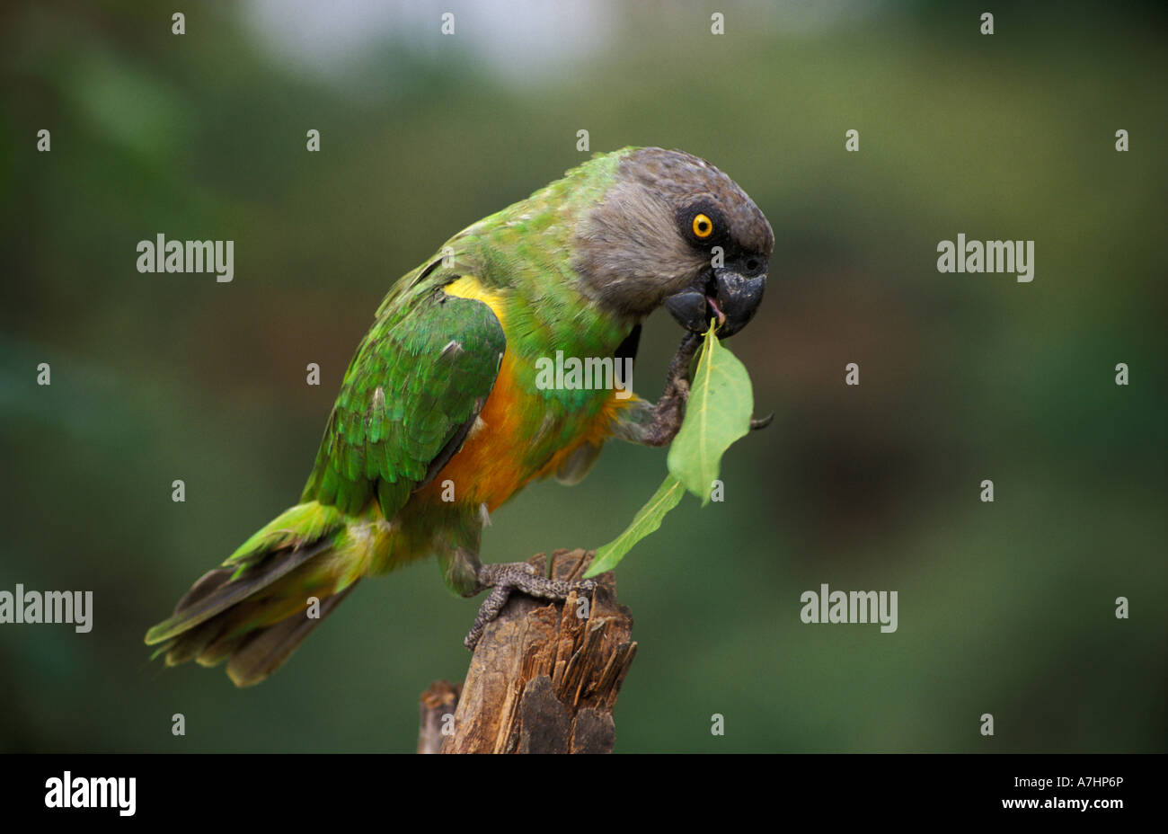 Senegal parrot hi-res stock photography and images - Alamy