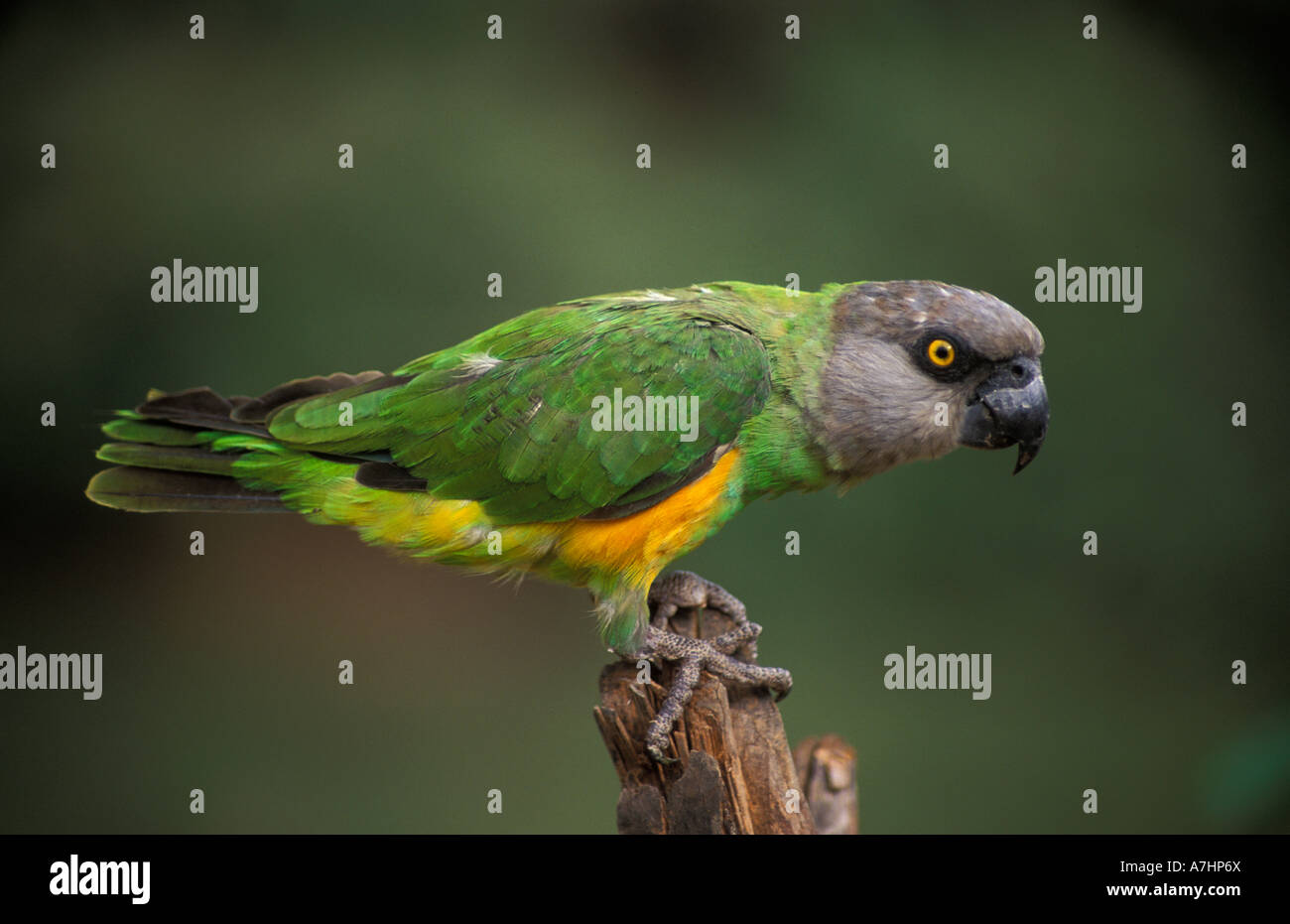 Senegalese fauna hi-res stock photography and images - Alamy