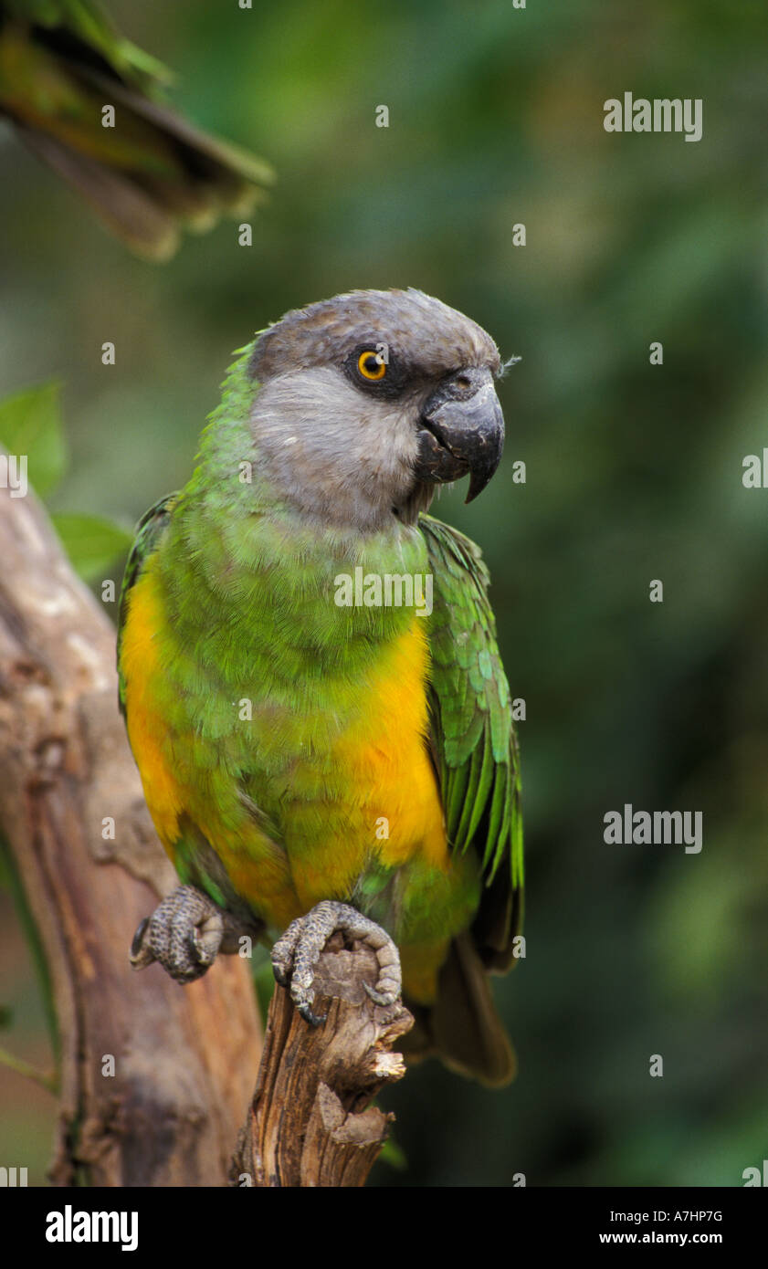 Senegal parrot hi-res stock photography and images - Alamy