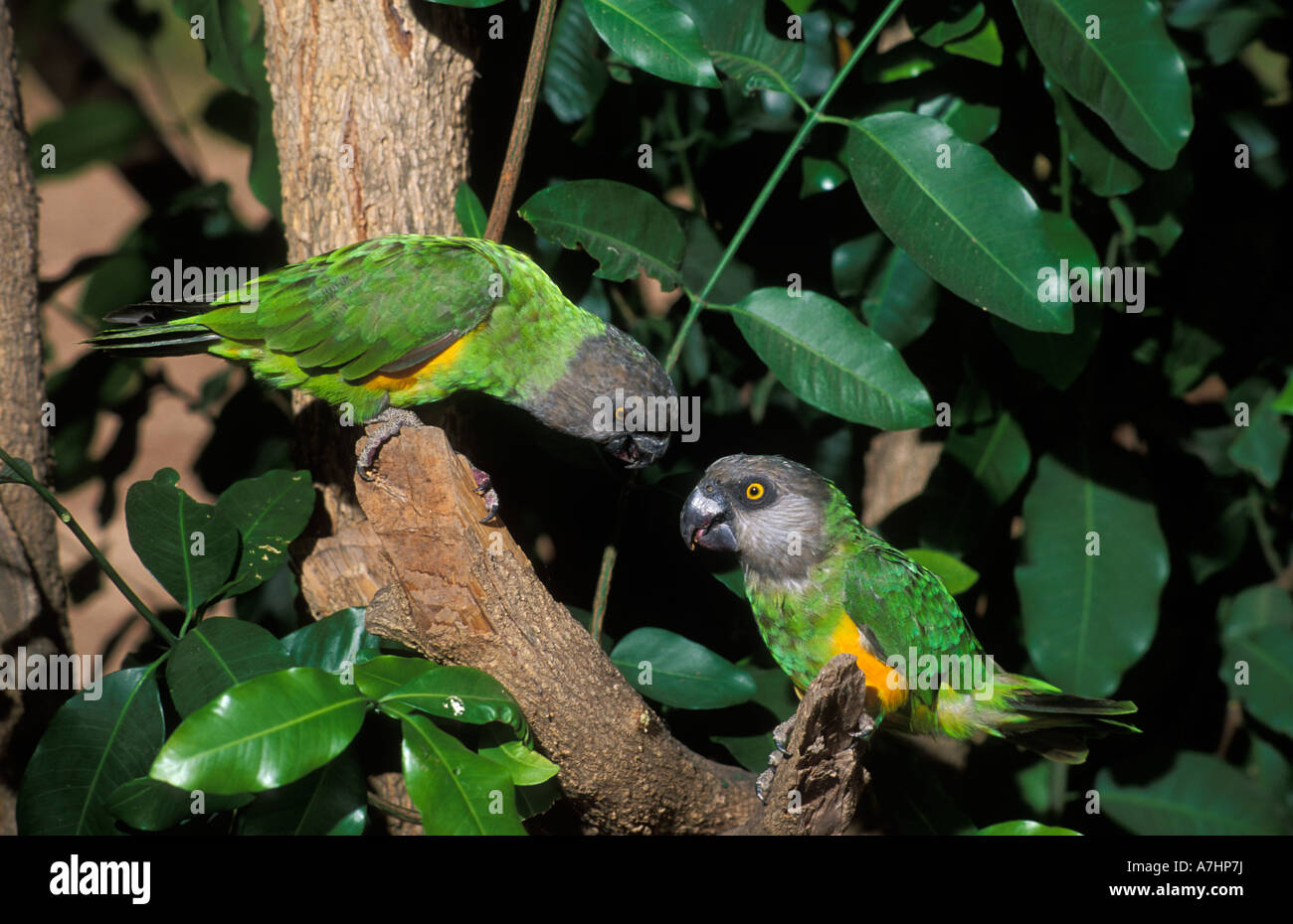 Pair Of Senegal Parrots High Resolution Stock Photography and Images ...