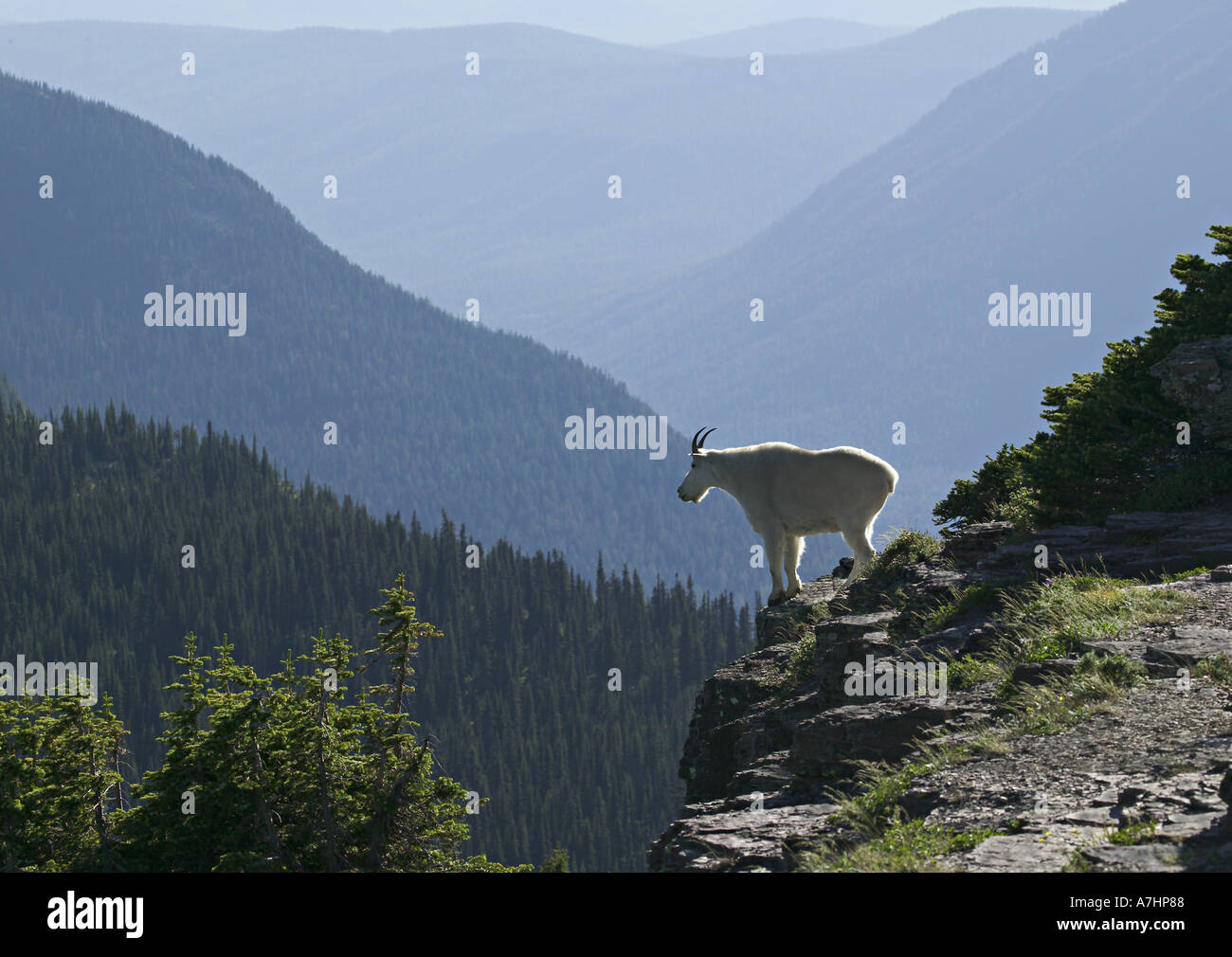 A Mountain Goat surveys his domain from a high cliff in Glacier ...