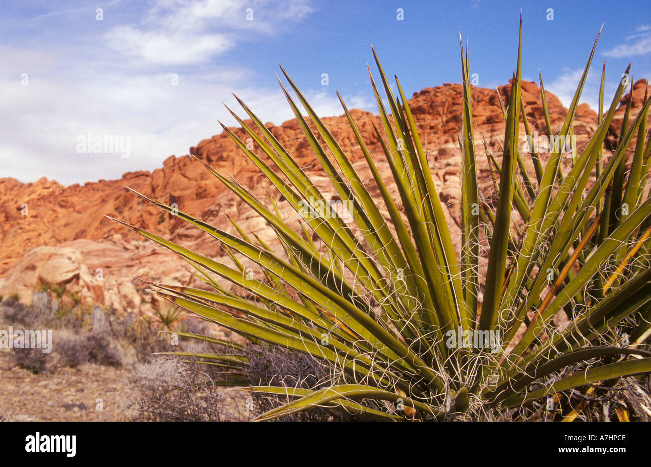 Red Rocks National Conservation Area with prominent Mojave Yucca Stock ...