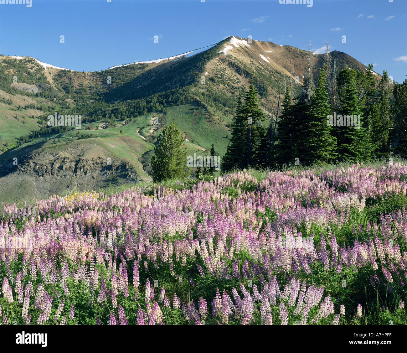 USA, Nevada, JARBIDGE WILDERNESS, Spur lupine & subalpine firs Marys ...