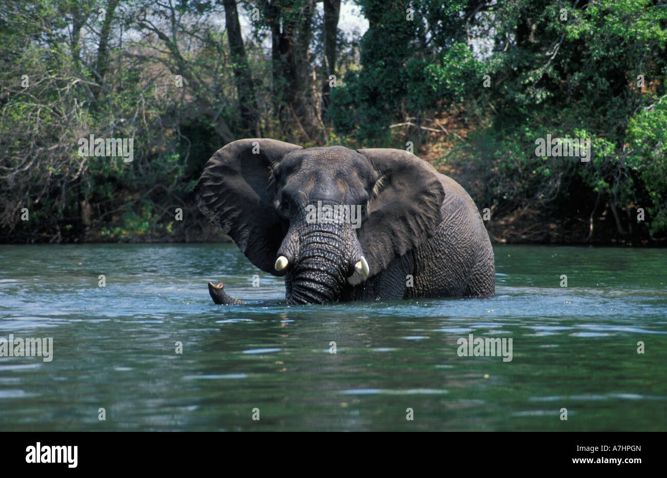 African elephant in the Lunga river Loxodonta africana Kafue National ...