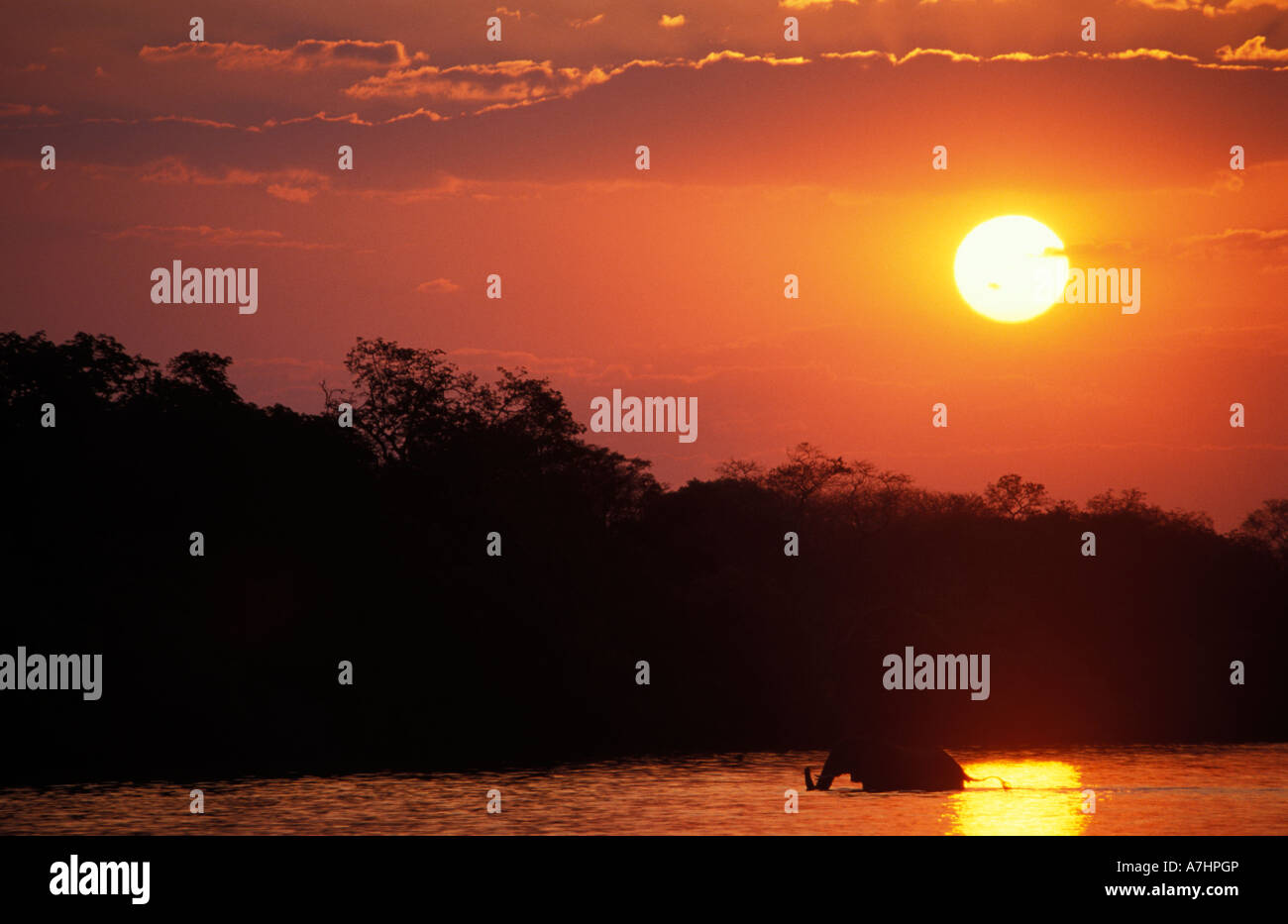 African elephant in the Lunga river Loxodonta africana Kafue National ...