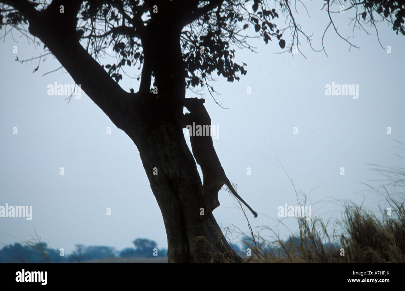 Lion climbing a tree panthera leo Kafue National Park Zambia Stock ...