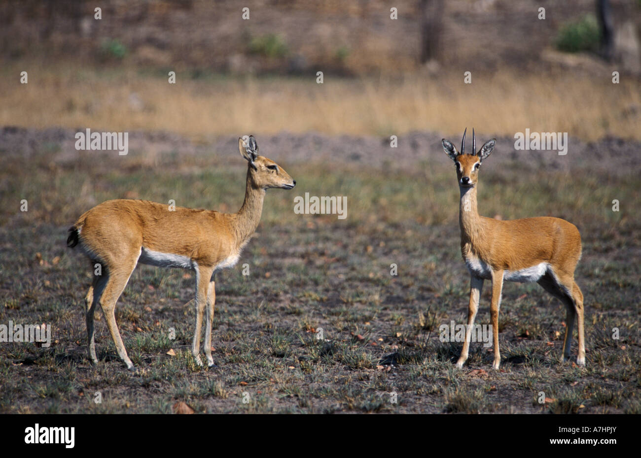 Two oribis hi-res stock photography and images - Alamy