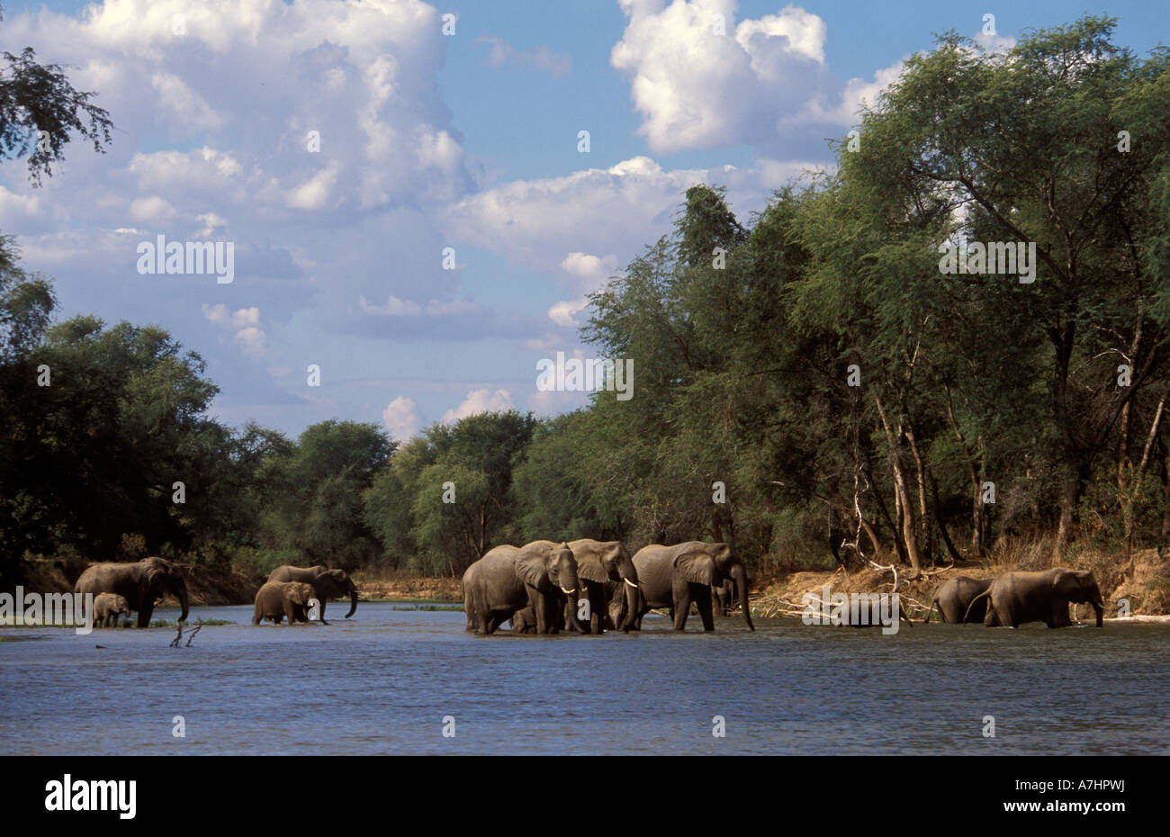 Lower zambezi national park hi-res stock photography and images - Alamy