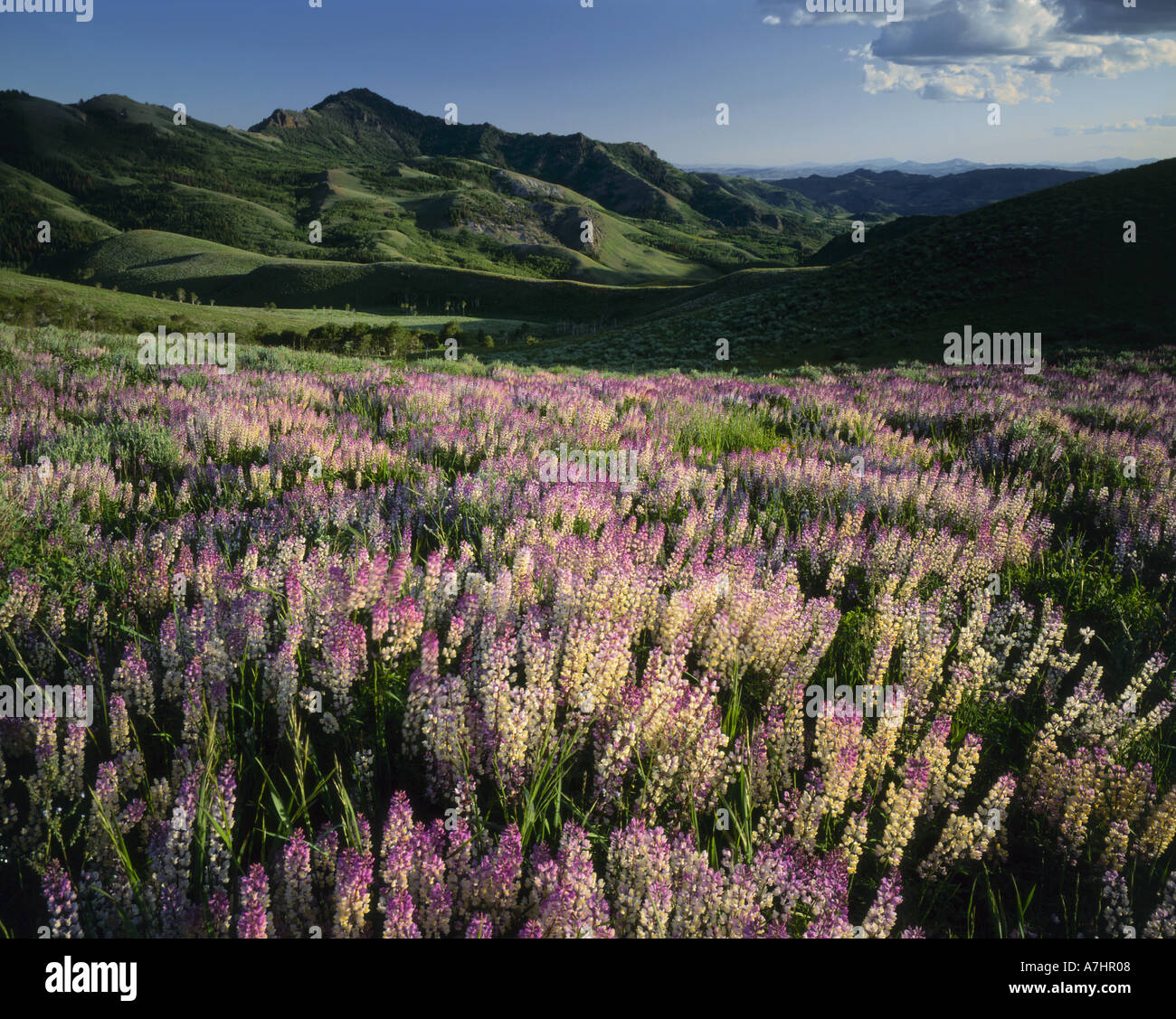 Jarbridge Wilderness and Mountains, Nevada, Spur lupine (Lupinus ...