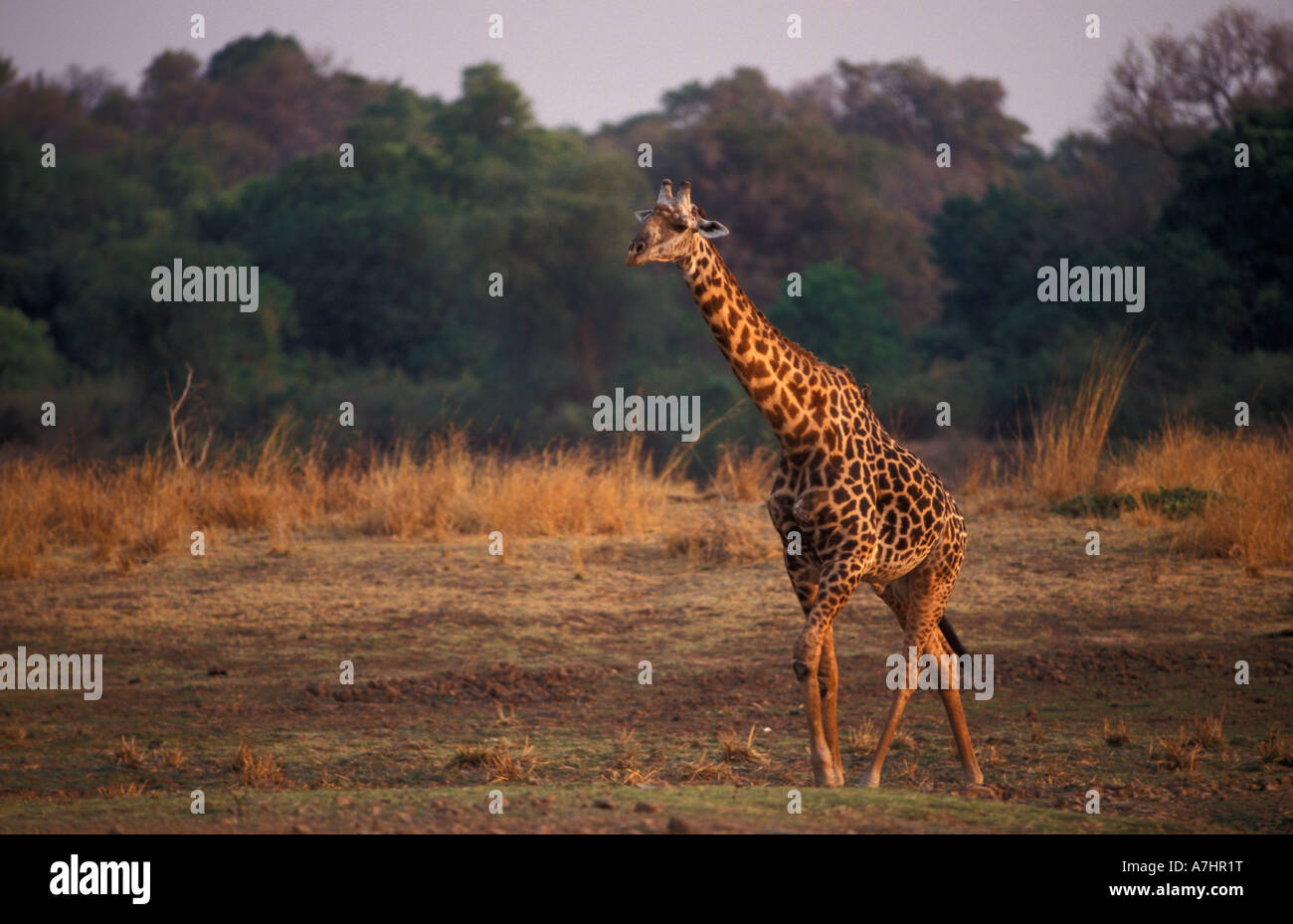 Zambia thornicroft's giraffe hi-res stock photography and images - Alamy