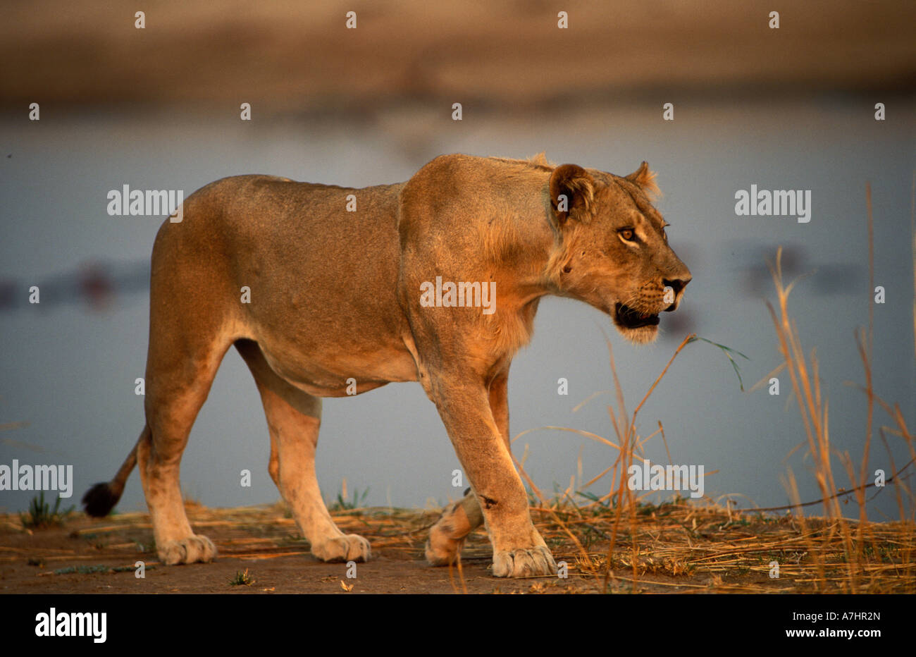 Luangwa valley lions hi-res stock photography and images - Alamy