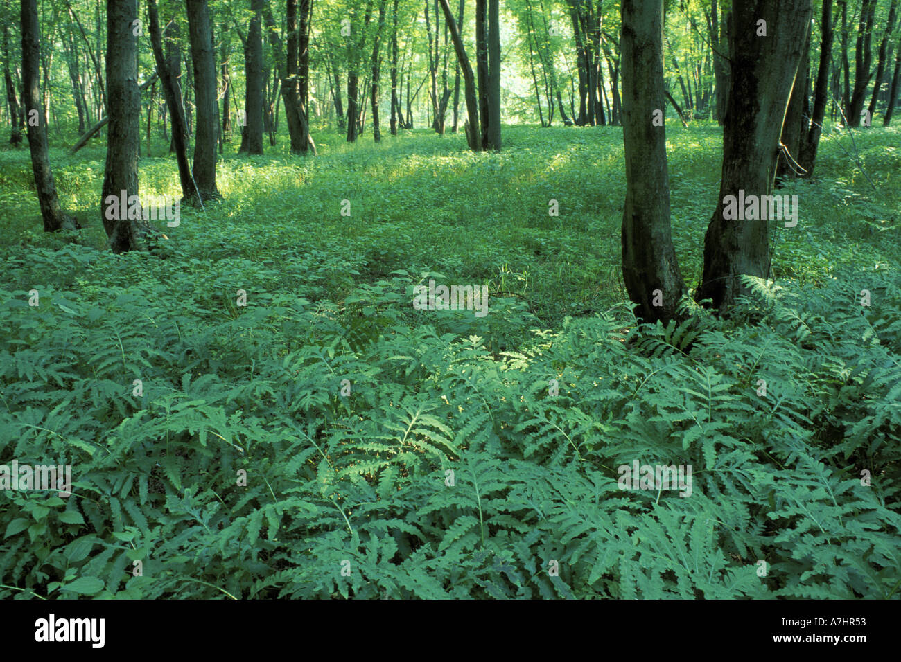Silver maples hi-res stock photography and images - Alamy