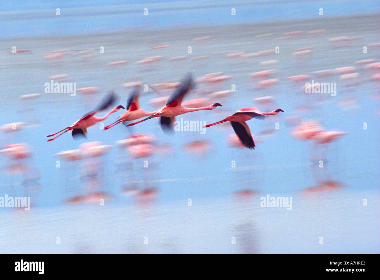 Flamingos Flying over Blue Water Flamingo Africa Tanzania water pink ...