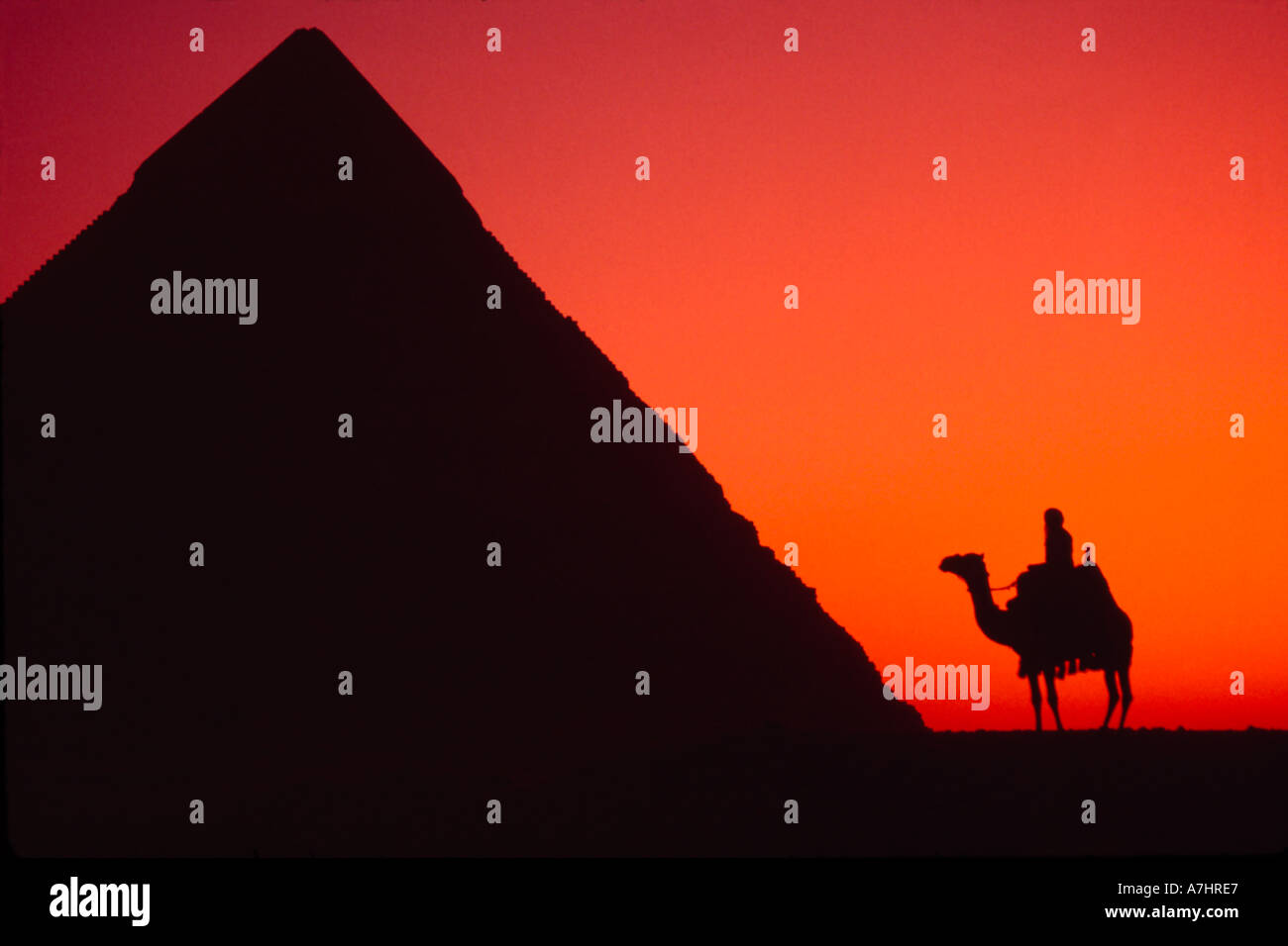 Silhouette camel pyramid sunset giza hi-res stock photography and ...