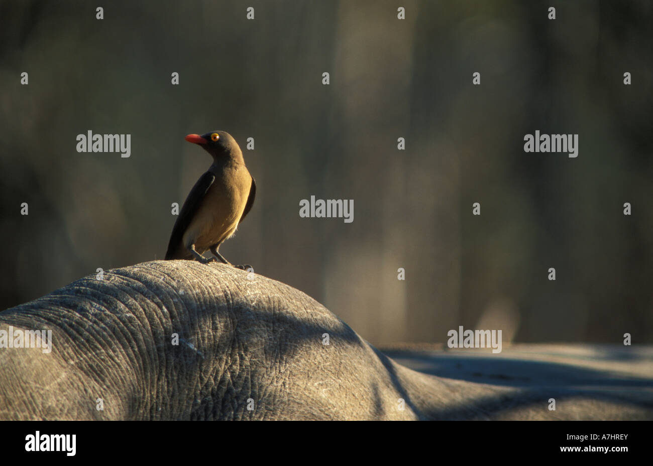 Red-billed oxpecker Buphagus erythrorhynchus on the back of a white ...