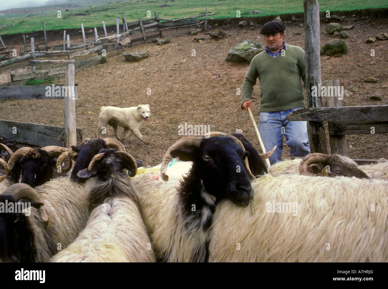 French Basque people man shepherd with dog and flock of sheep Pyrenees ...