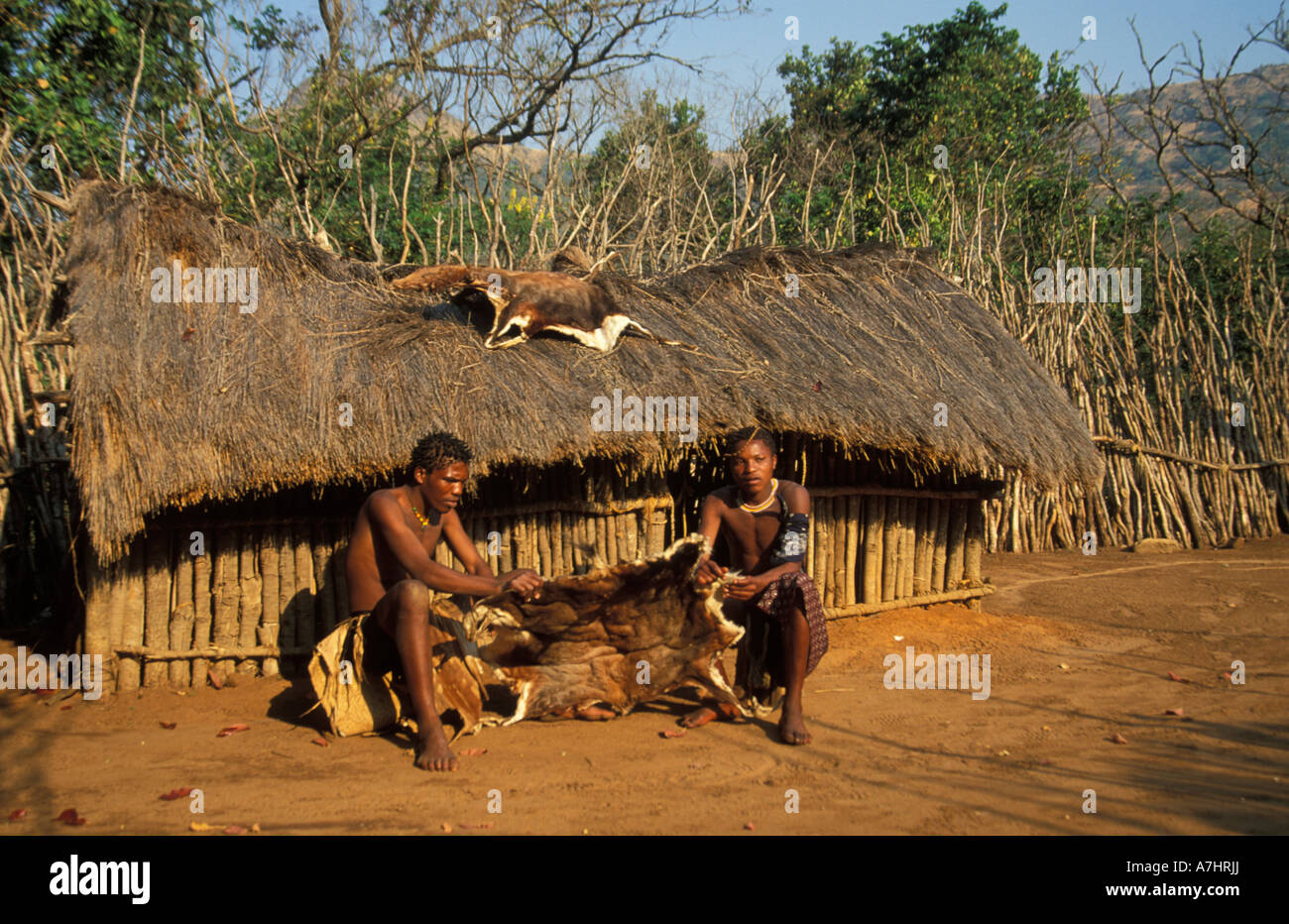 Swazi men cleaning cow hides Mantenga village Swaziland Stock Photo - Alamy