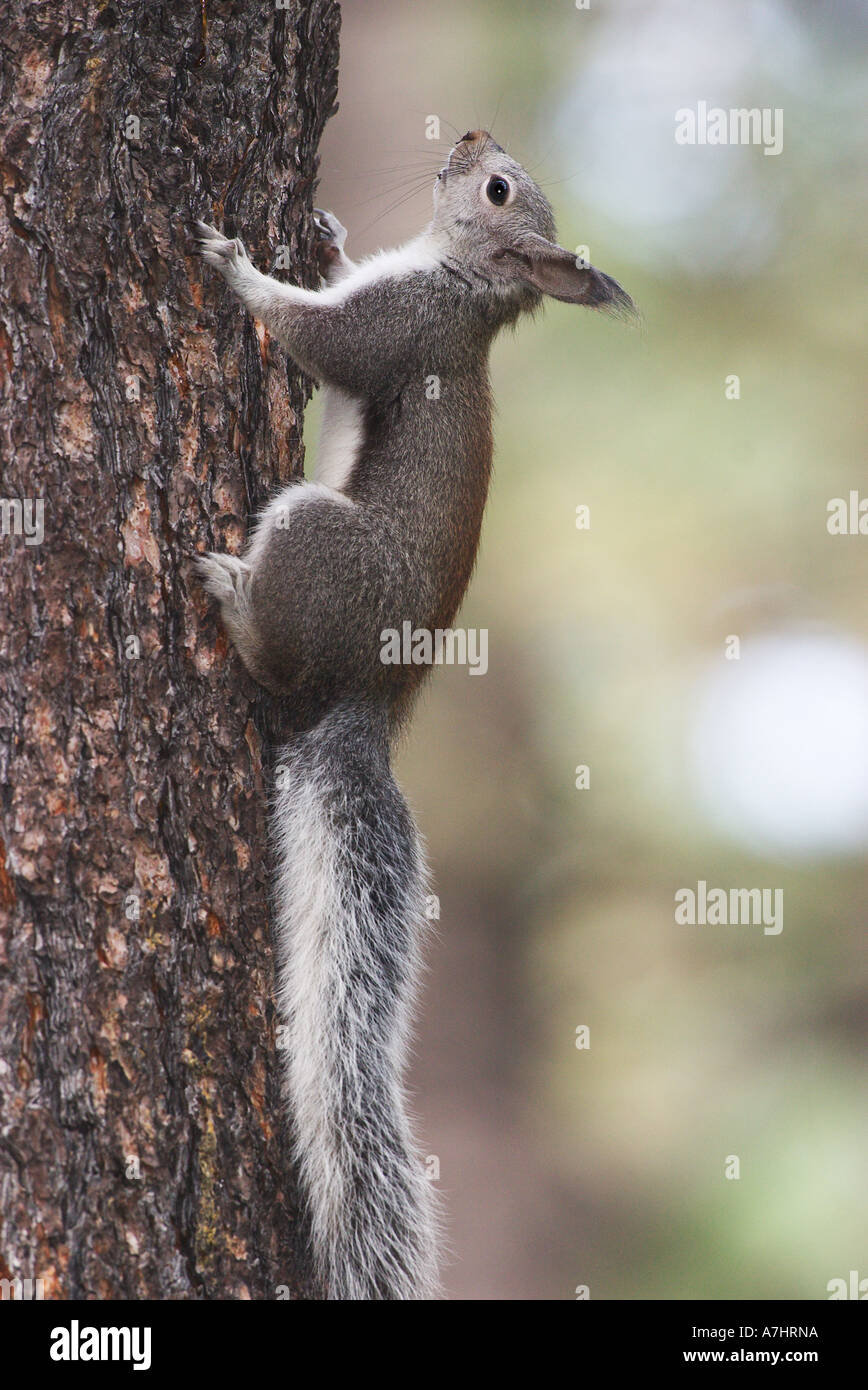 Abert's Squirrel Sciurus aberti Black River White Mountains Arizona USA ...