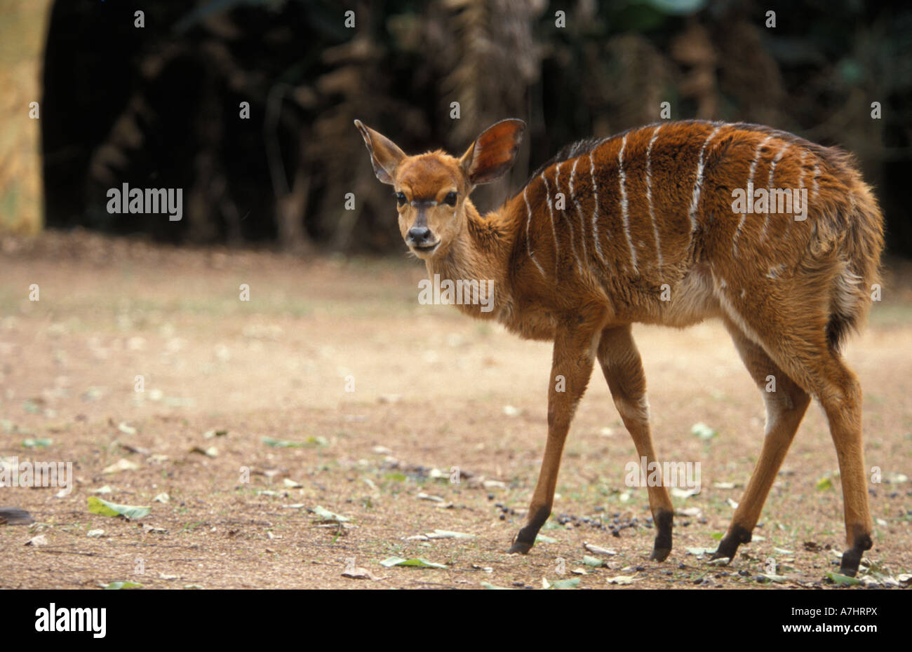 Bushbuck Tragelaphus scriptus Mlilwane wildlife sanctuary Swaziland ...