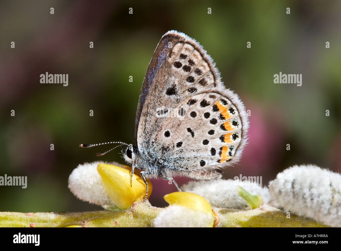 Acmon Blue Plebejus acmon Stock Photo - Alamy