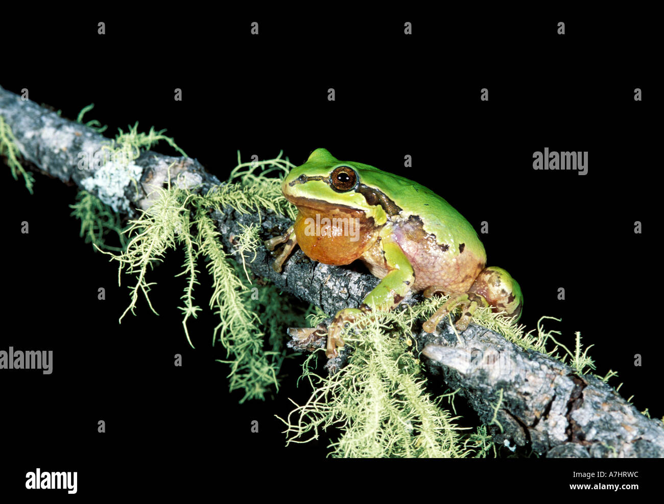 Mountain Tree Frog Stock Photo - Alamy