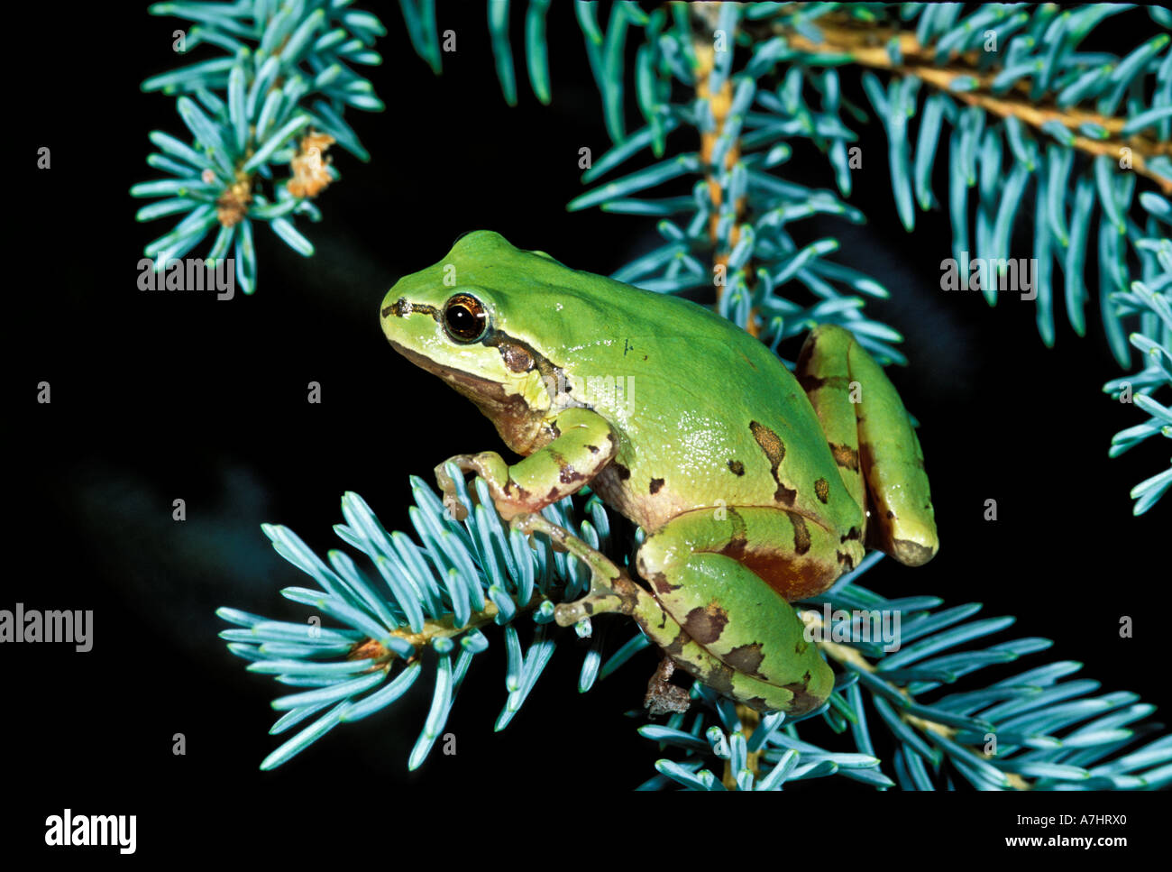 Mountain treefrog hi-res stock photography and images - Alamy